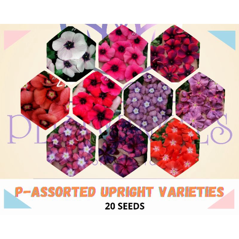 Indonesian Vinca/Periwinkle ASSORTED Upright (20 seeds) | Shopee ...