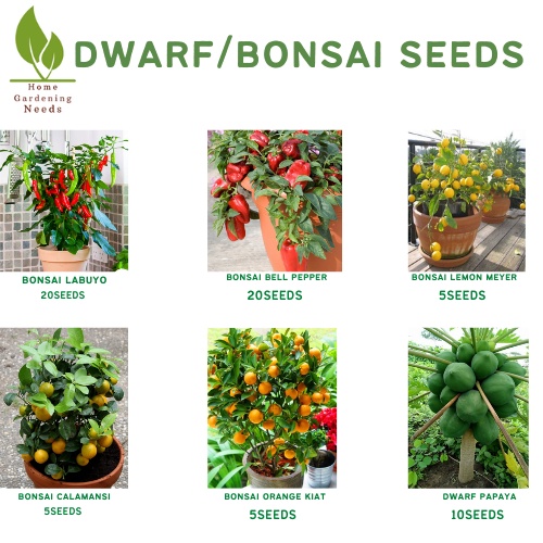 Bonsai | Dwarf Seeds (Rare seeds) | Shopee Philippines