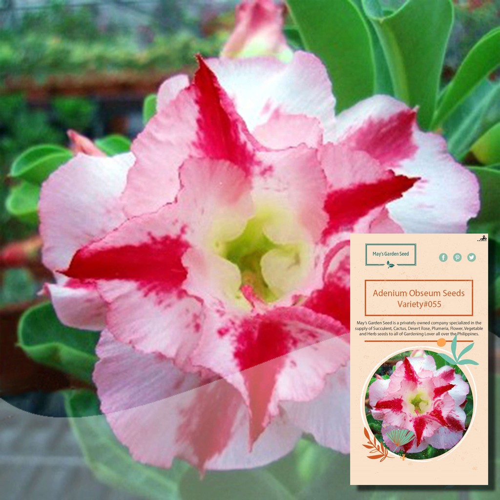 Multi-Petals Red Stripe Desert Rose Seeds,Adenium Obesum Seeds ...