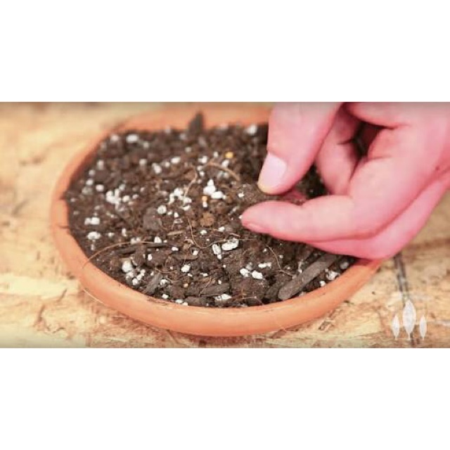 Organic Soil less potting mix seedling plants sterilized | Shopee ...