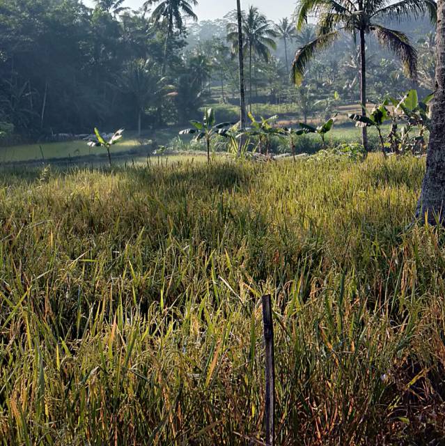 gozela_zela.ph, Online Shop | Shopee Philippines