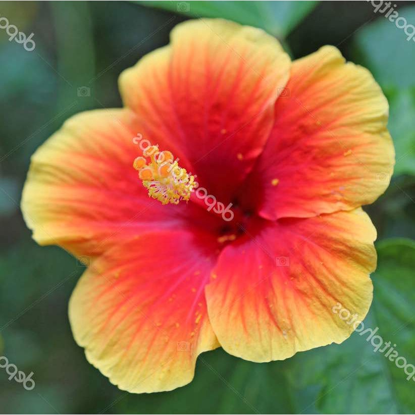 Hawaian Hibiscus / Gumamela Yellow Orange Acapulco Flower Rooted | Shopee Philippines