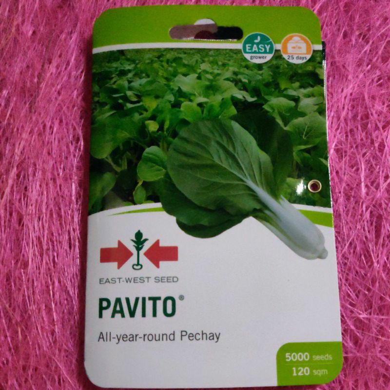 PECHAY SEEDS PAVITO 5000 SEEDS SACHET EAST-WEST SEEDS VEGETABLE SEEDS ...