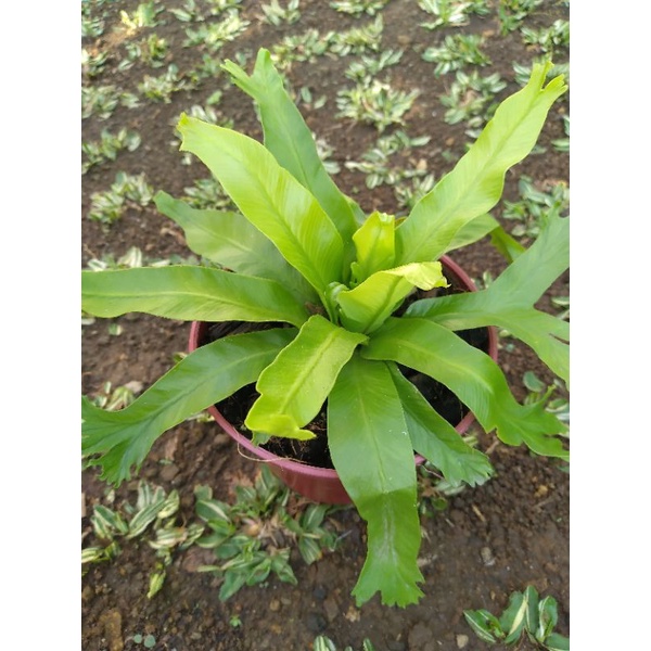 Crested Japanese Birdsnest 'Leslie Fern' asplenium antiquum | Shopee ...