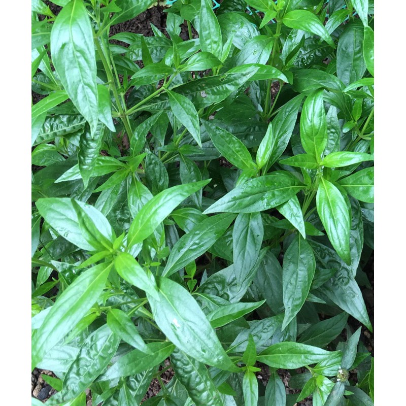 Pure Organic Serpentina Leaves - 30 stemmed leaves no roots. | Shopee ...