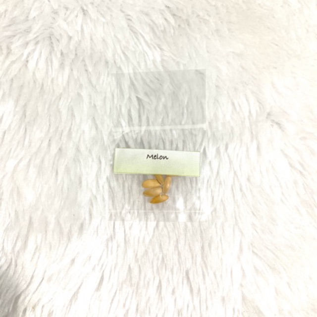 Melon Honey Dew Fruits Seeds ~ | Shopee Philippines