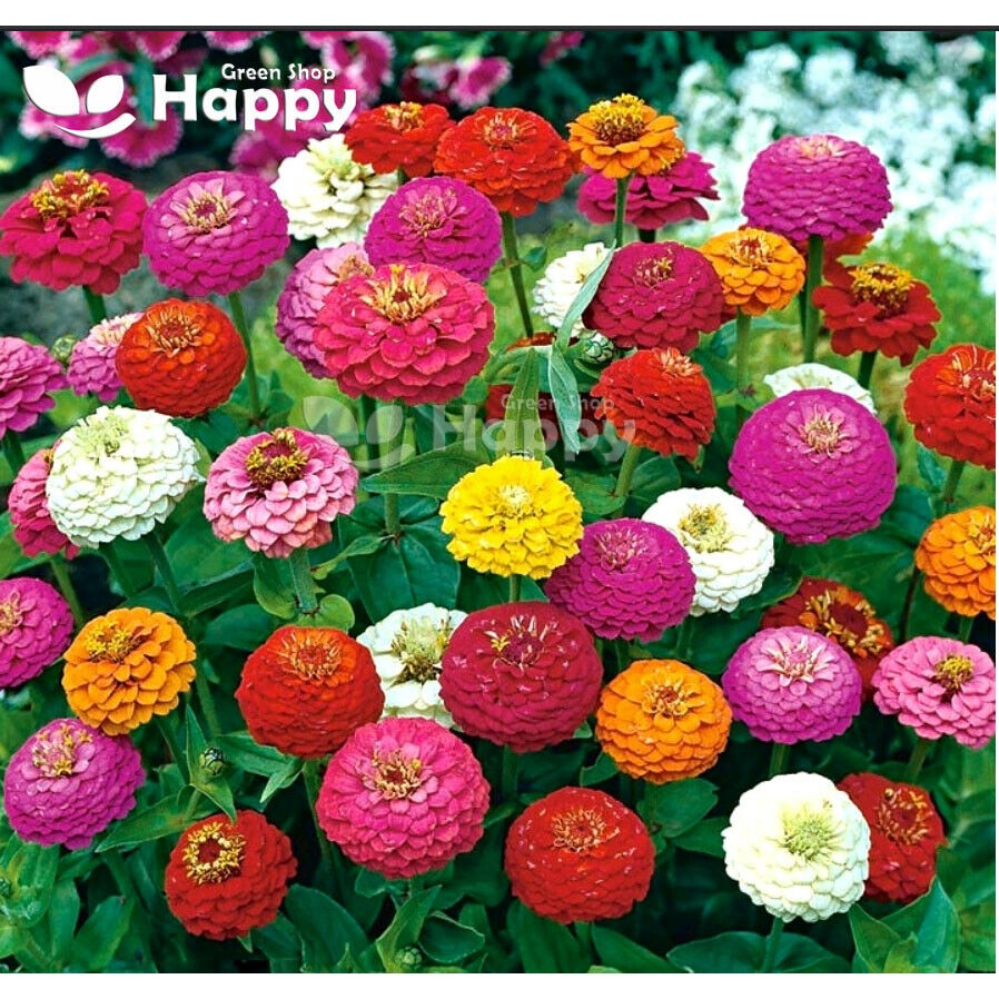 ZINNIA LILLIPUT BUTTON BOX MIX - 20 SEEDS - Zinnia elegans dwarf FLOWER ...