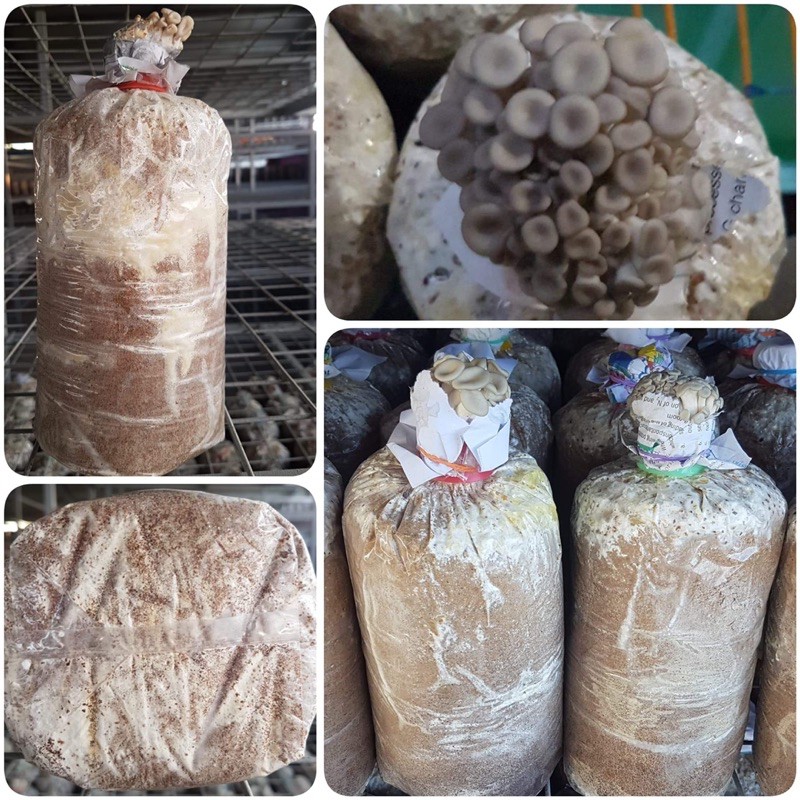 WHITE OYSTER MUSHROOM FRUITING BAG | Shopee Philippines
