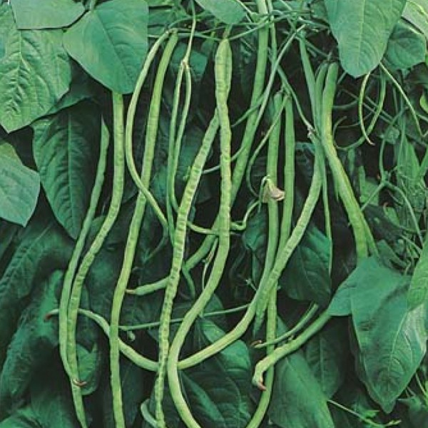 Pole Beans Seeds / Sitao Seeds - Bush Sitao Brutus | Shopee Philippines