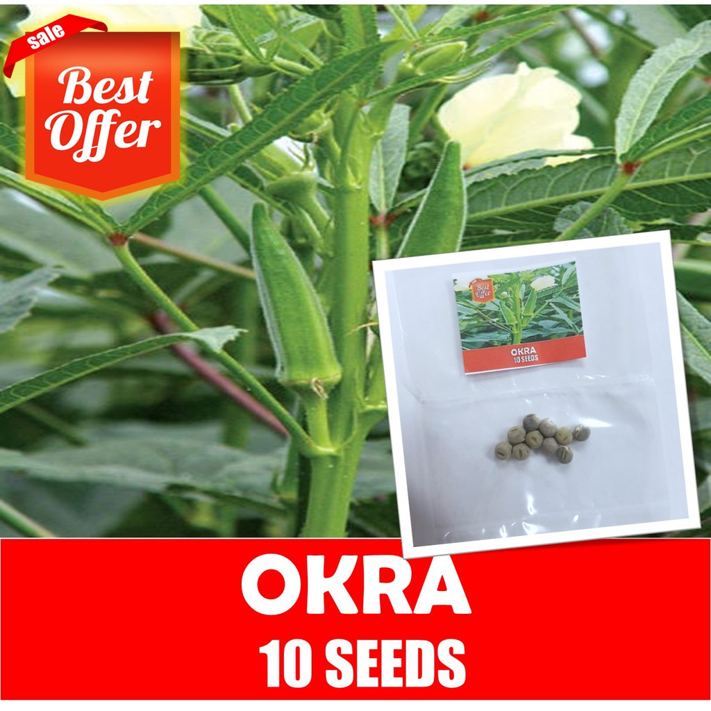 Okra Seeds - Smooth Okra | Shopee Philippines