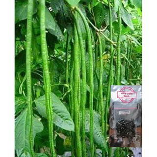 SITAW SEEDS 1 METER LONG (STRING BEANS) | Shopee Philippines