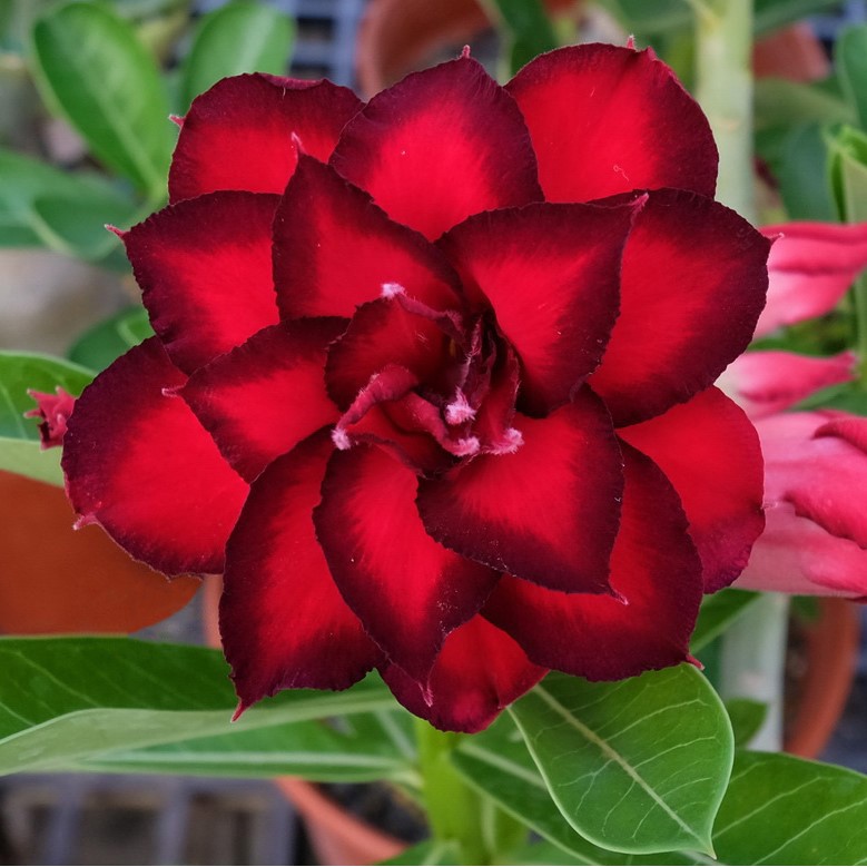 Star Petals Black Red Edge Desert Rose Seeds,Adenium Obesum Seeds ... Star Petals Black Red Edge Desert Rose Seeds,Adenium Obesum Seeds ...