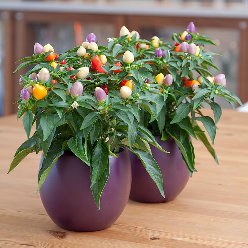 Colored Pepper Seeds Bird Pepper Super Spicy MilletPepper High-Yield ...