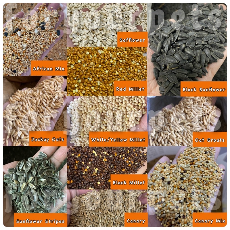 Bird Seeds: African, Canary, Canary Mix, Sunflower, Safflower, Red ...