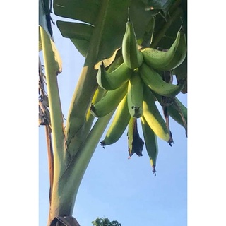saging na saba - Best Prices and Online Promos - Jan 2023 | Shopee ...
