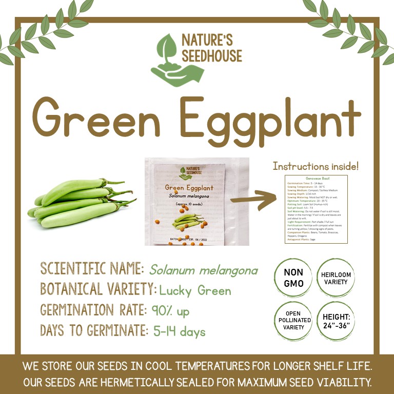 Green Eggplant Seeds Talong Seeds Vegetable Seeds Plant Seeds | Shopee ...
