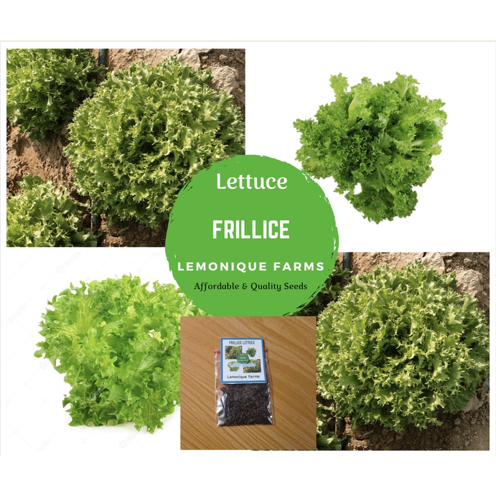 Frisee seeds | Curly Endive | Chicory and Frillice Lettuce Seeds for ...