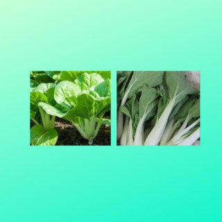 PAVITO PECHAY SEEDS 1KG BY: EAST-WEST SEED PHILIPPINES | Shopee Philippines