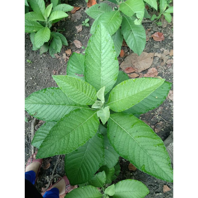 Sambong Plant