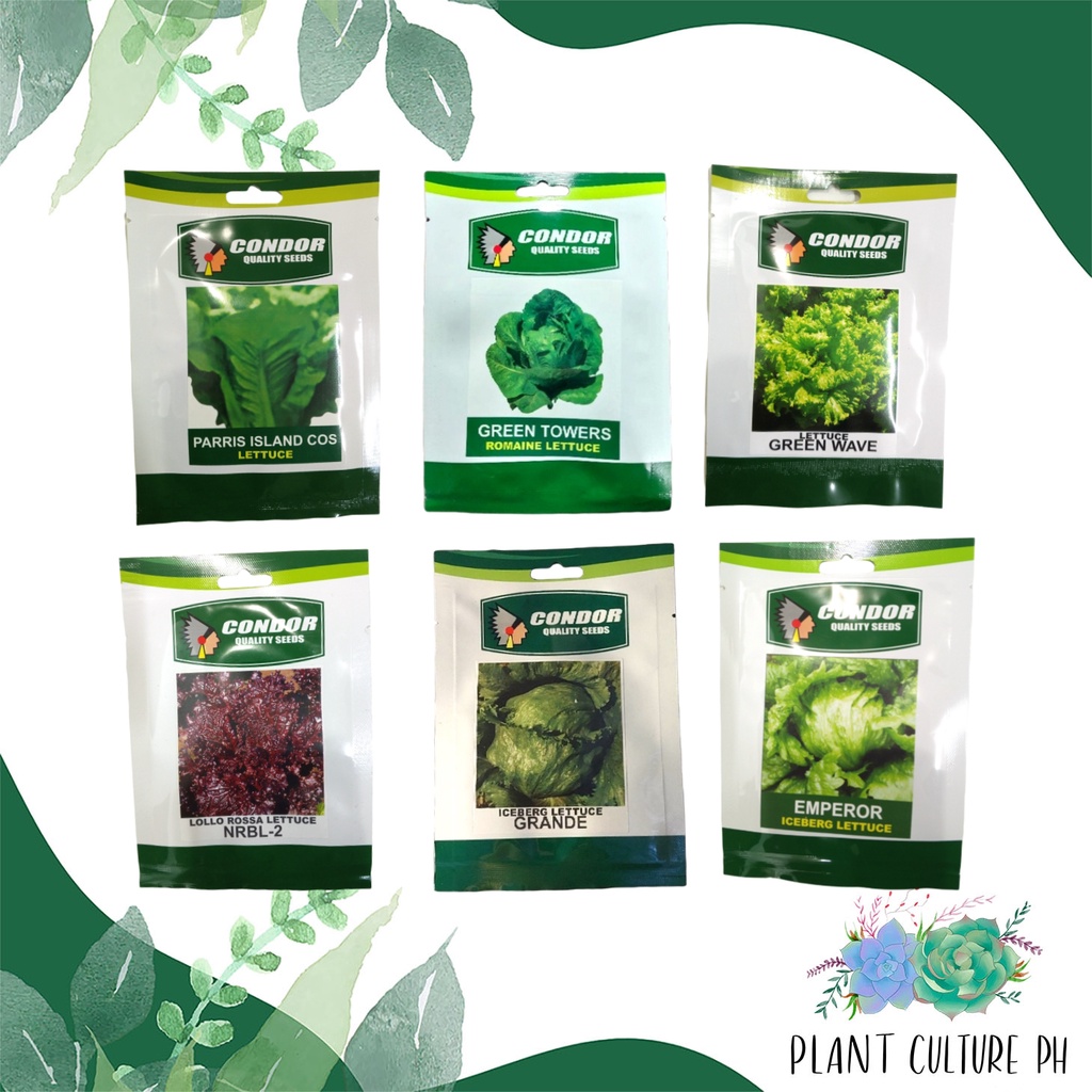 Condor Seeds Lettuce Varieties (Romaine, Iceberge, Green Wave, Lollo ...