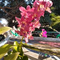 Siling haba/siling panigang ( 12seeds) | Shopee Philippines