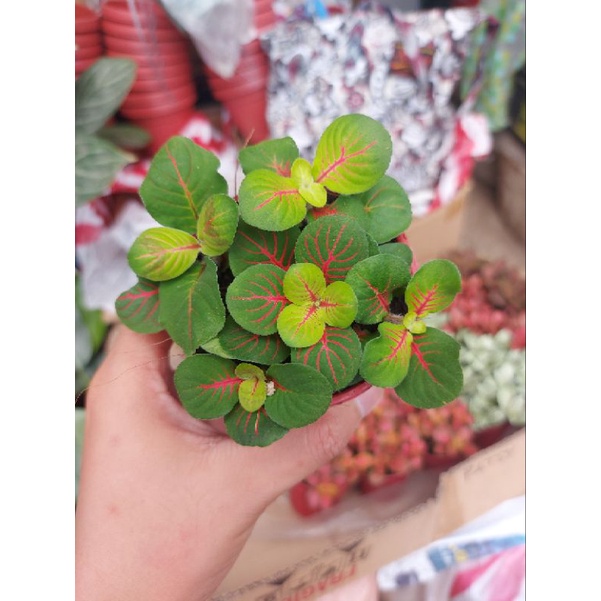 Fittonia Varieties (small size) | Shopee Philippines