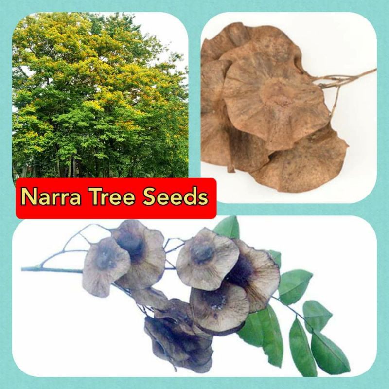 Narra Tree