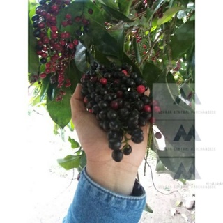 bignay - Best Prices and Online Promos - Jan 2023 | Shopee Philippines