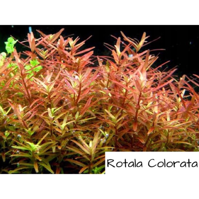 Rotala Colorata
