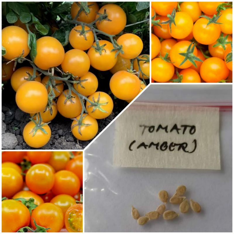 Cherry Tomato Amber Variety Seeds | Shopee Philippines