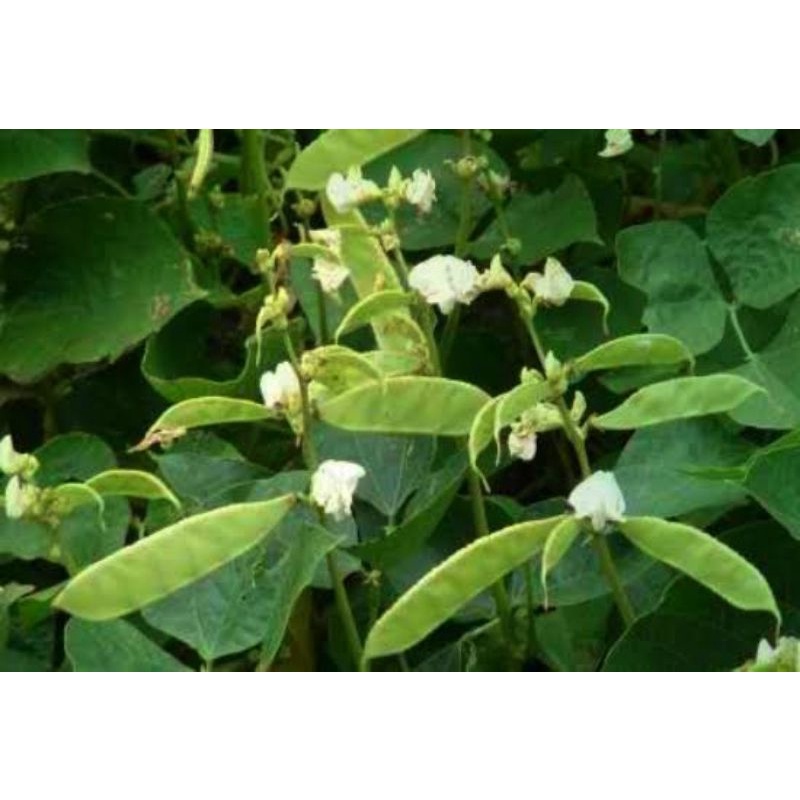 Bataw Seeds green Variety 10 seeds/pack | Shopee Philippines