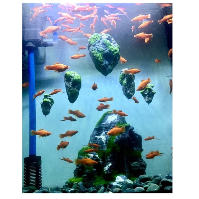 Floating rocks for aquarium | Shopee Philippines
