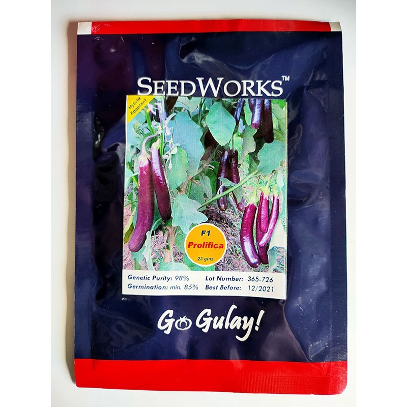 SEEDWORKS PROLIFICA F1 VARIETY EGGPLANT / TALONG SEEDS (25g PACK ...