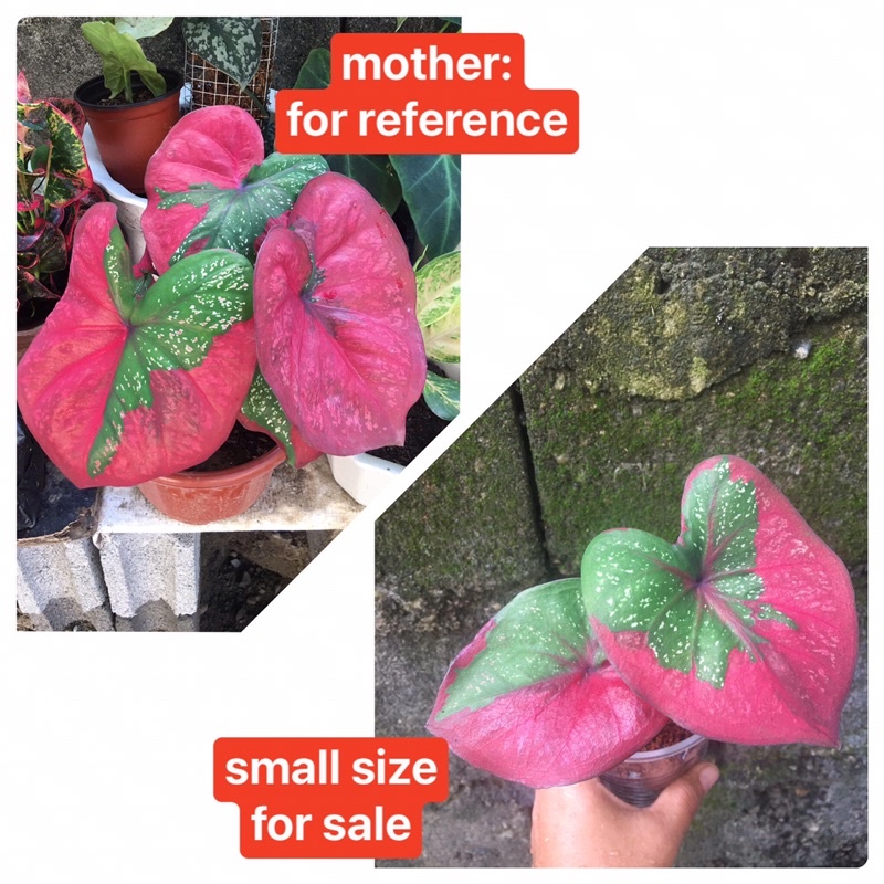 Caladium ( Red berit,makavarn,red emperor) | Shopee Philippines