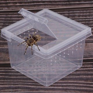 tarantula - Best Prices and Online Promos - Feb 2023 | Shopee Philippines