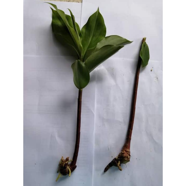 Insulin Plant with Roots Rhizomes 2 Stalks | Shopee Philippines