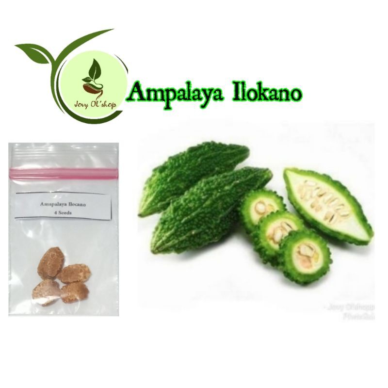 Ampalaya Ilocano or Native Ampalaya | Shopee Philippines