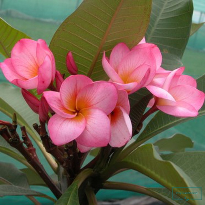 Light Purple-Pink Color Kalachuchi Seeds, Plumeria Seeds - Variety#070 ...