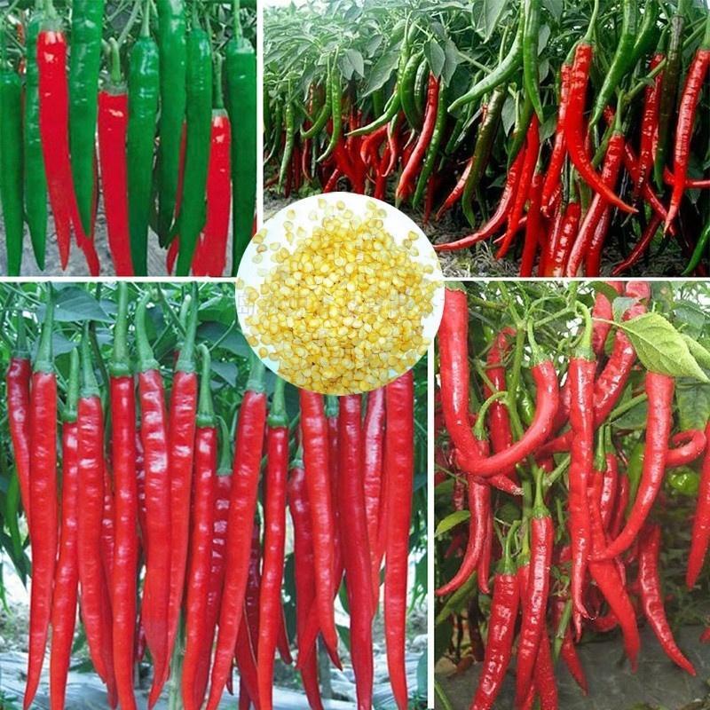 Philippines Ready Stock 50pcs Long Chilli Seeds Giant Spices Spicy Red ...