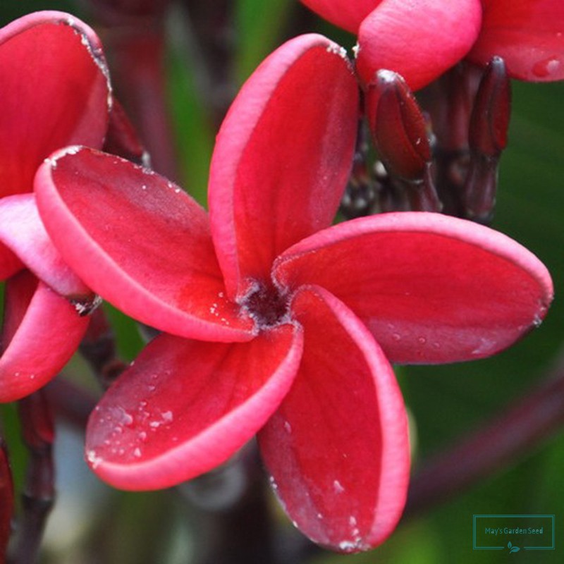 Small Size Flower Red Color Circle Shape Kalachuchi Seeds, Plumeria ...
