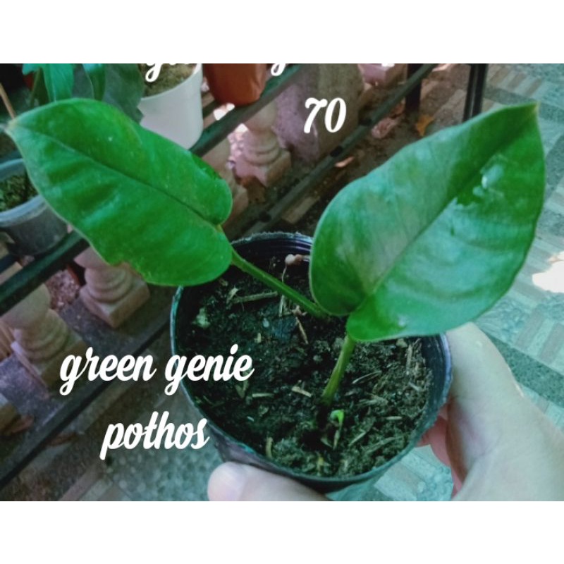 Green genie pothos// | Shopee Philippines