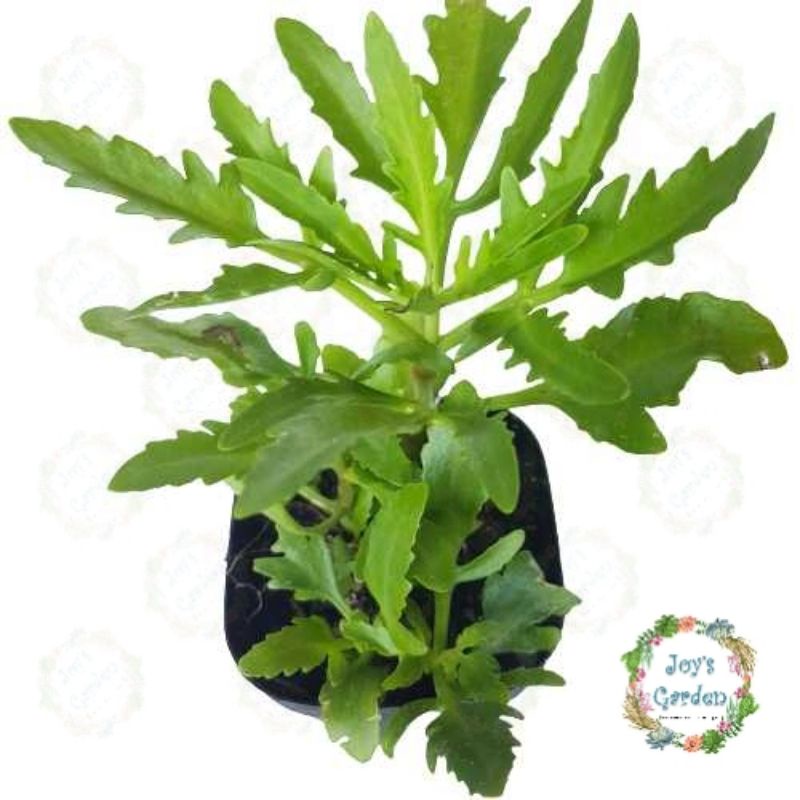 Kalanchoe Laciniata