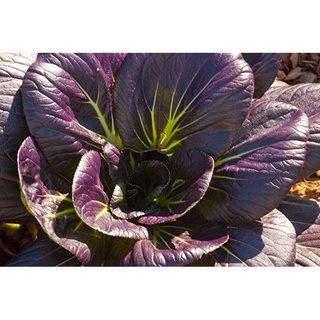 Rare Purple Pechay Pak Choi 50 Seeds per pack from KOREA / COD ...