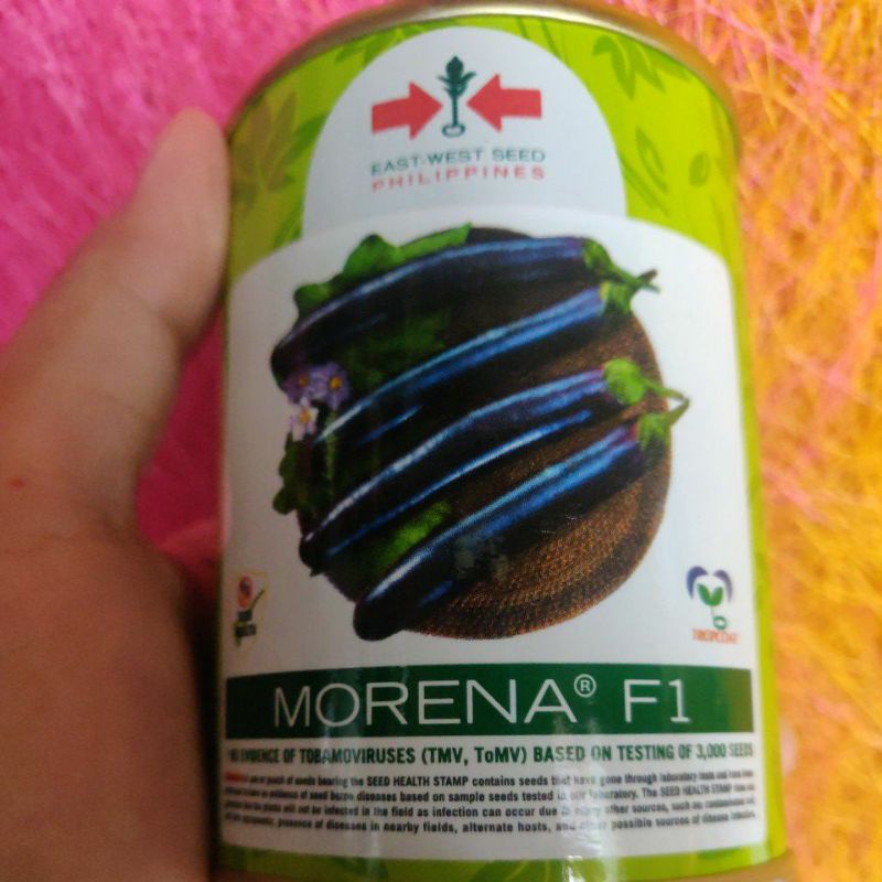 EGGPLANT SEEDS HYBRID MORENA F1 50GRMS TALONG/ TORTANG TALONG SEEDS ...