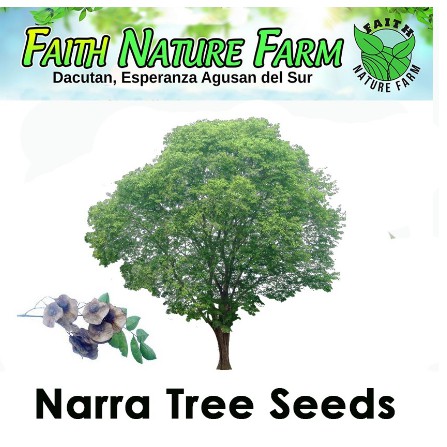 Narra Tree Plant