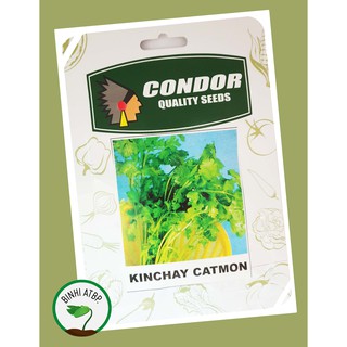 Condor Kinchay (Kintsay or Chinese Celery) Herb Seeds (10 Gr Pack ...