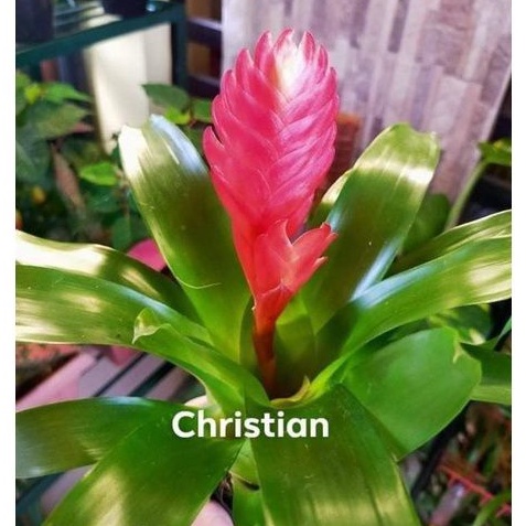 RED CRISTIANE VRIESEA (MINI BROMELIAD) | Shopee Philippines