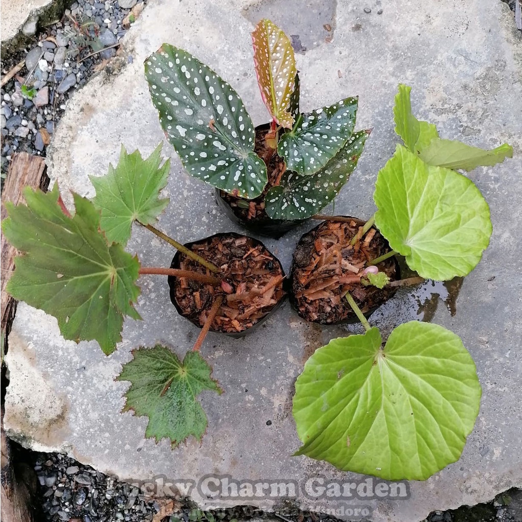 Begonia Live Plant (4 varieties, roots and soil intact) | Shopee ...