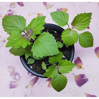 shiso mint leaf beefsteak perilla plant vegetable herb seeds | Shopee ...