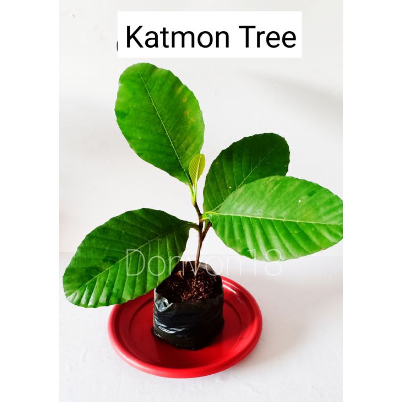 Katmon with roots/seedlingbag | Shopee Philippines